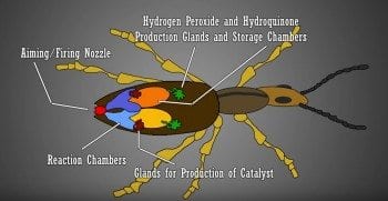 Bible Knows Best: Leviathan and the Bombardier Beetle – David Rives ...
